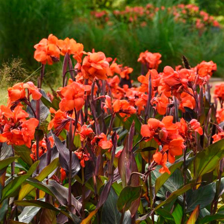Achira 100 Semillas Canna x generalis Cannova Bronze Orange Flor Maceta ...
