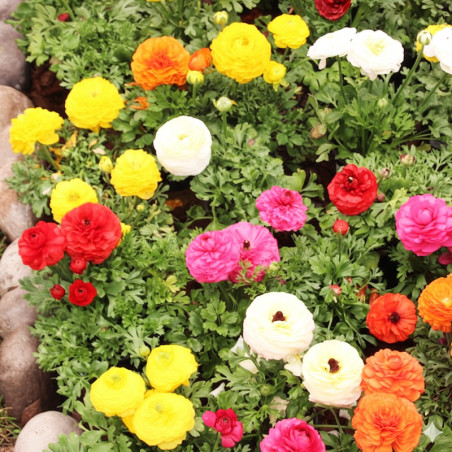 Ranunculo 500 Semillas Ranunculus asiaticus Sprinkles Mix PLT Flor Maceta